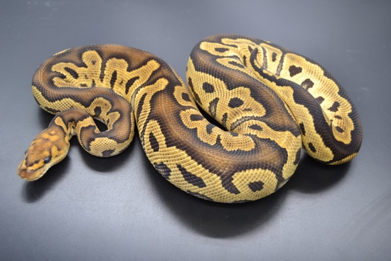 Lace Clown Granite Ball Python by DD Exotics