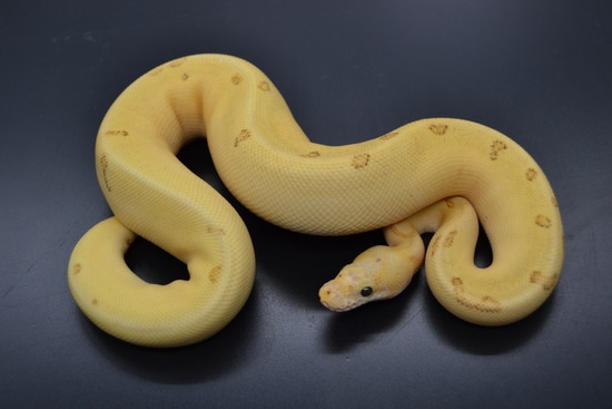 Super Od Enchi Vanilla Fire Pinstripe Clown Poss Yb Ball Python by DD Exotics