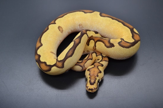 Enchi Yb Lace Clown Ball Python by DD Exotics