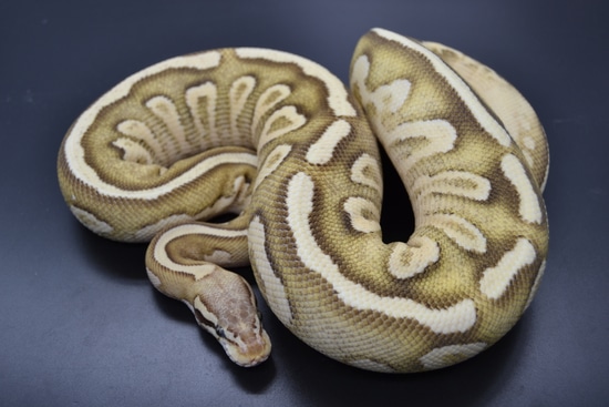 Red Stripe ( Poss Super ) Mojo Firefly Yb Spotnose Het Clown Ball ...