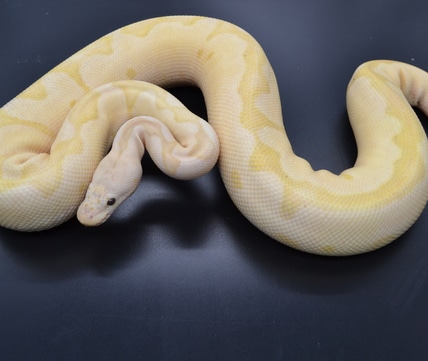 Orange Dream (Yellowbelly )blade Lace Clown Ball Python by DD Exotics ...