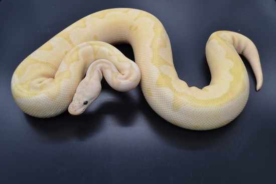 Firefly Orange Dream Banana Clown Ball Python by DD Exotics