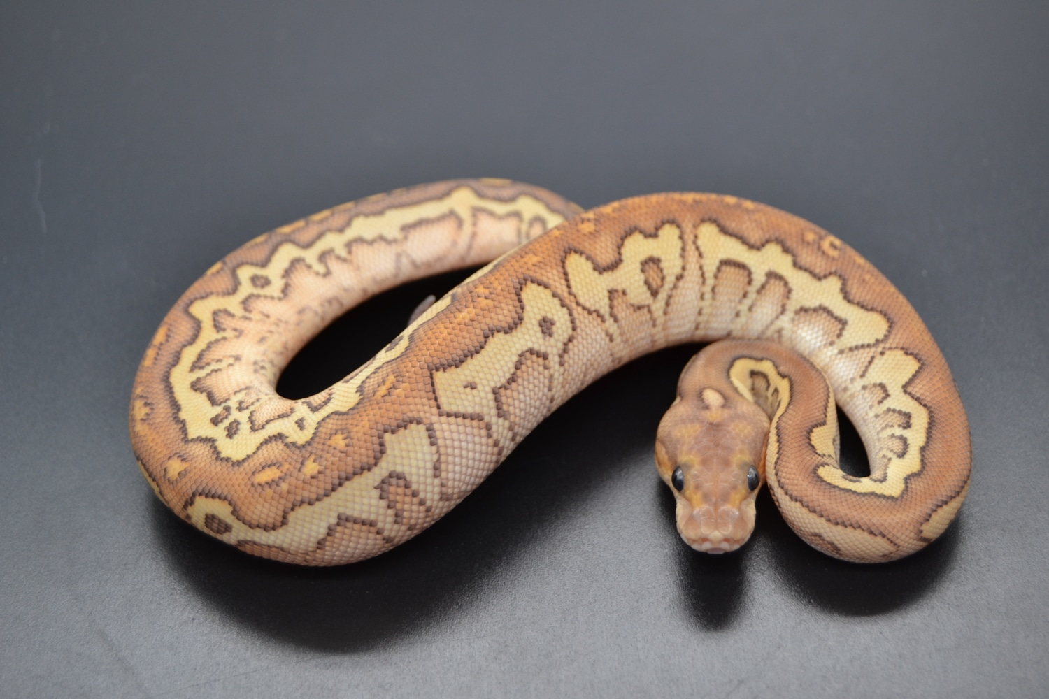 Lesser Pompeii- Lesser Black Pastel Spotnose Yellowbelly Redstripe ...