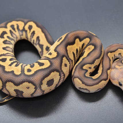 Black Pastel Mojave Redstripe Spotnose Yellowbelly Fire Hypo Het Clown ...