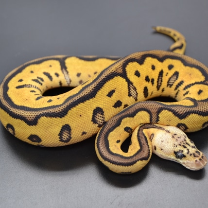 Patternless Ball Python by DD Exotics - MorphMarket