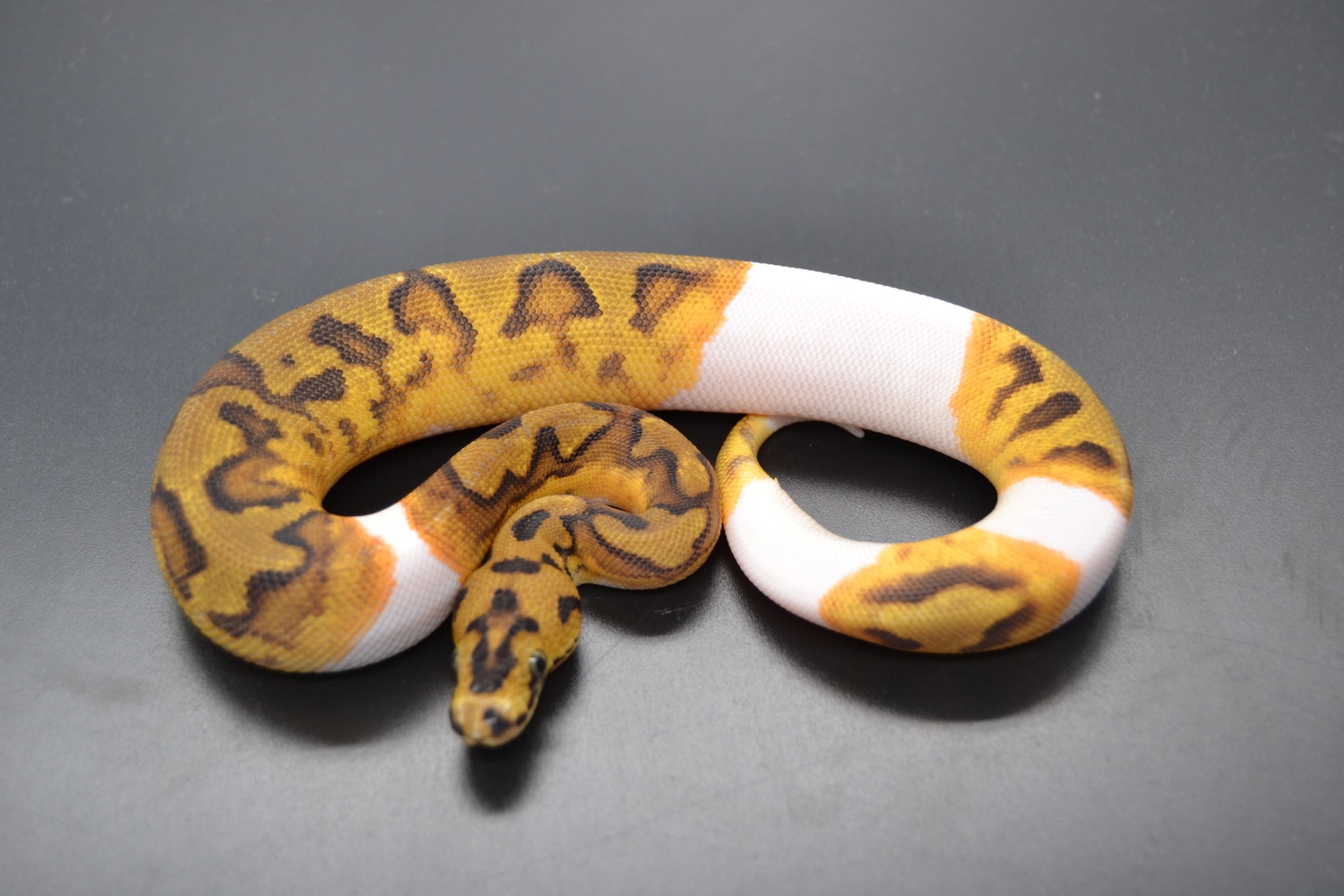 Blackhead Leopard Enchi Clown Pied Ball Python by DD Exotics - MorphMarket