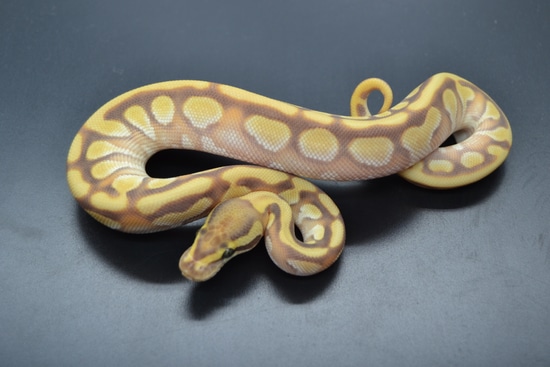 Butter Od Yb Desert Ghost DH Hypo Clown Or Cryptic Ball Python by DD ...