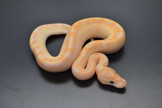 Enchi Coral Glow Highway Het Clown Ball Python by DD Exotics