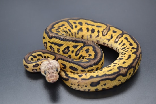 Pastel Leopard Wookie Clown Ball Python by DD Exotics