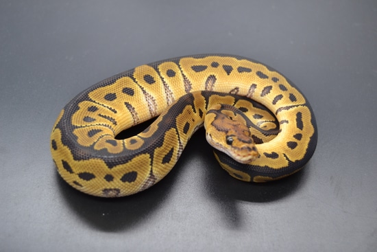 GHI Blade Clown Ball Python by DD Exotics