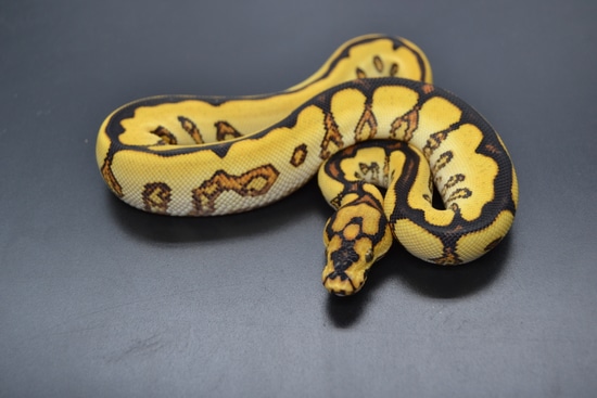 Super Orange Dream Yellowbelly Spotnose Clown Ball Python by DD Exotics