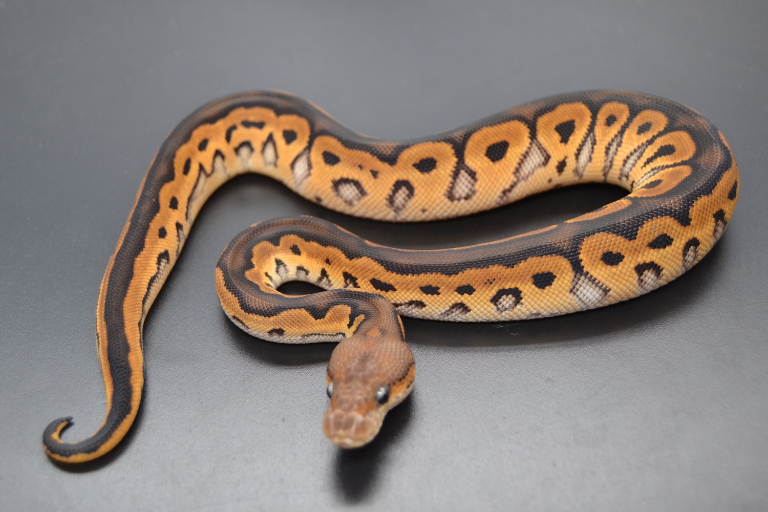 Black Pastel Orange Dream Clown Ball Python by DD Exotics - MorphMarket