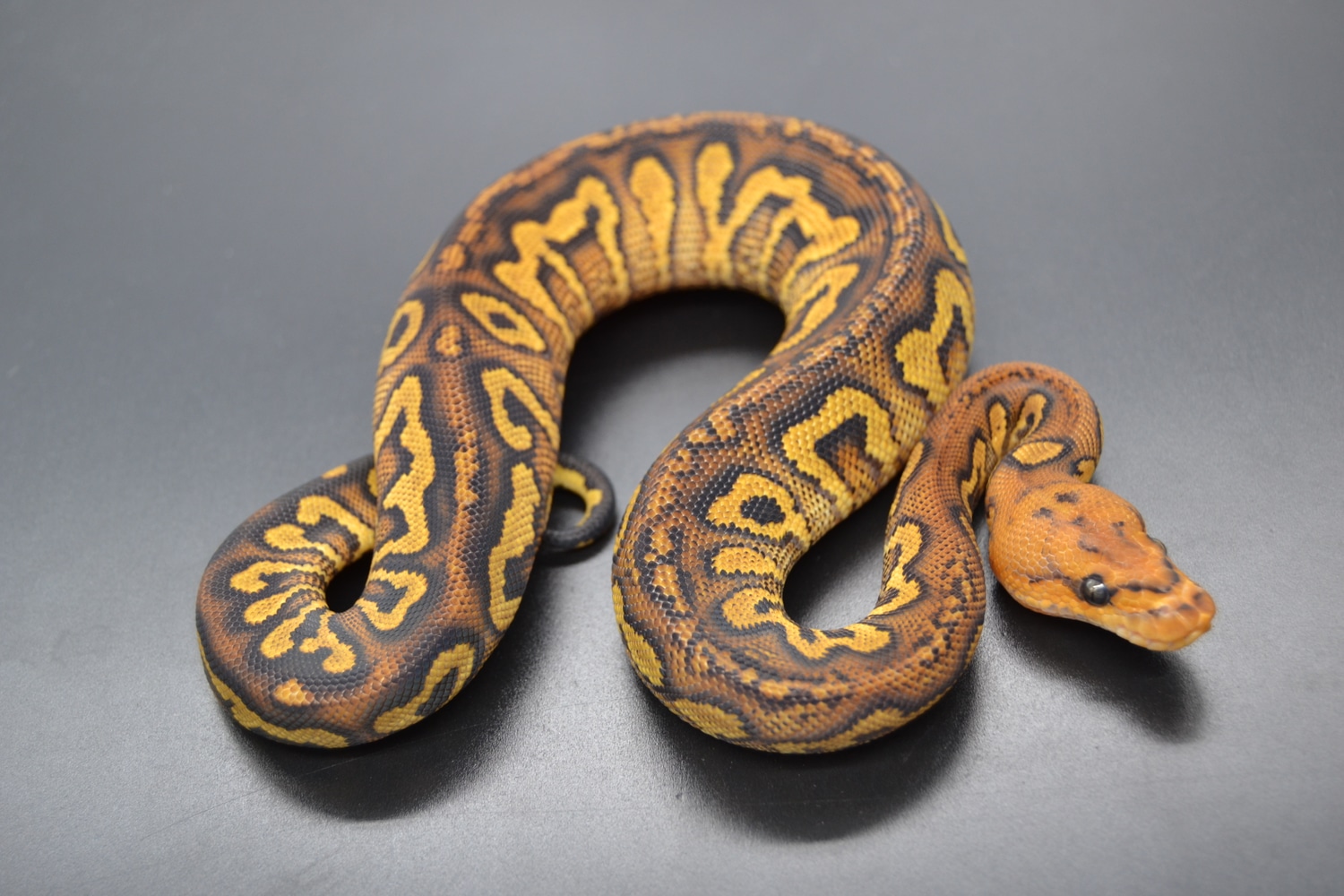 Orange Dream Yellowbelly Spotnose Stranger Clown Ball Python by DD ...