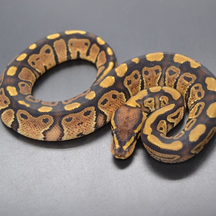 Patternless Ball Python by DD Exotics - MorphMarket