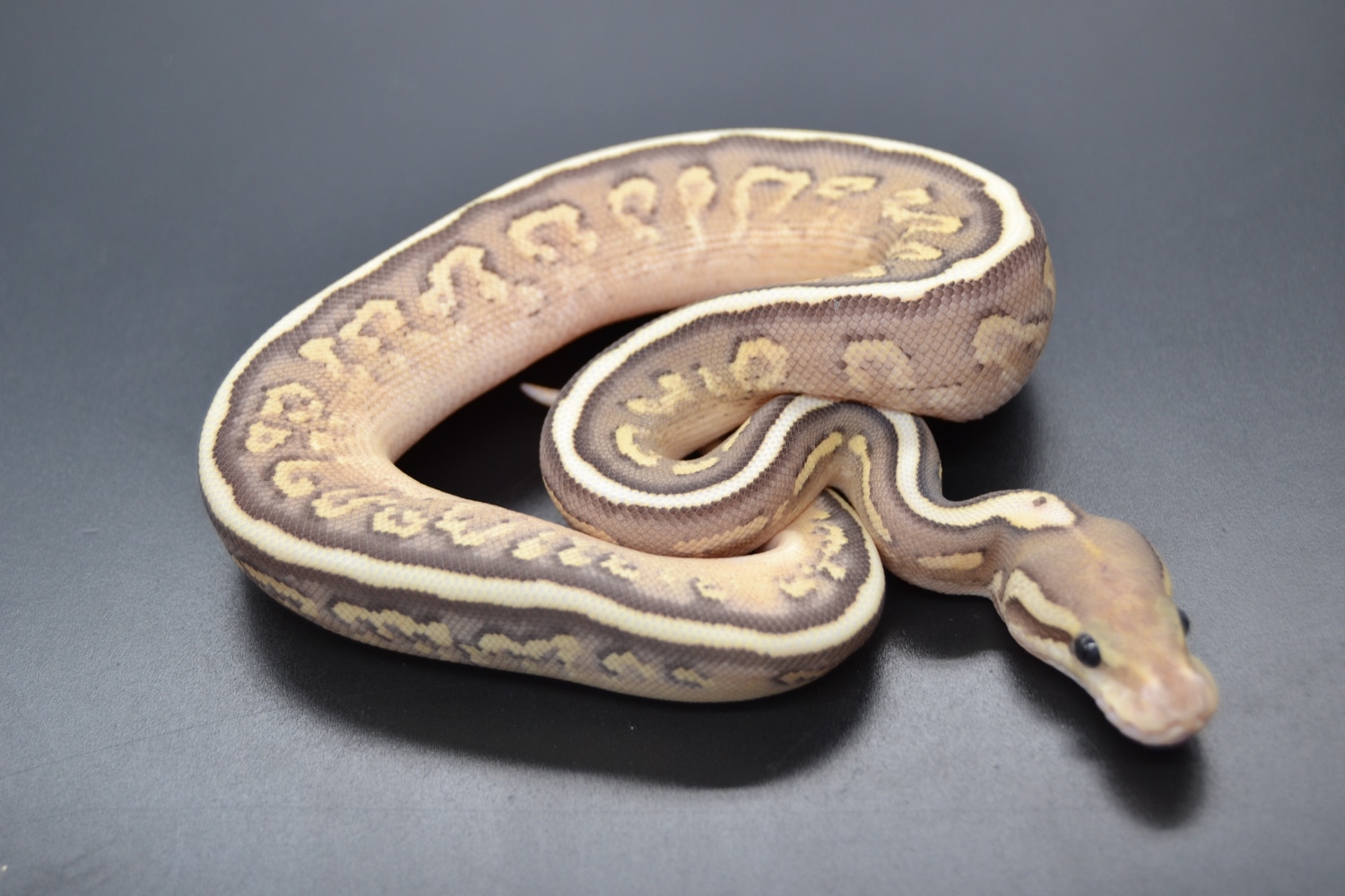 Black Pastel Mojave Yellowbelly Spotnose Fire Het Clown 50% Het Hypo 50 ...
