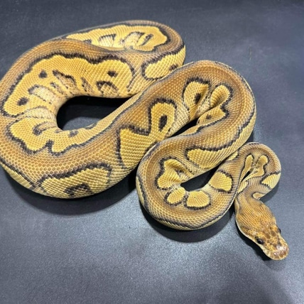 Pastel Od Yb Enchi Fire Desert Ghost Hypo Het Clown Or Cryptic Ball ...