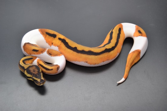 Super Orange Dream Pied Het Desert Ghost Ball Python by DD Exotics