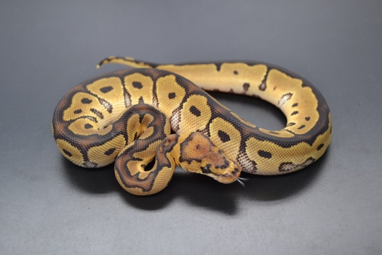 Od Clown Ball Python by DD Exotics