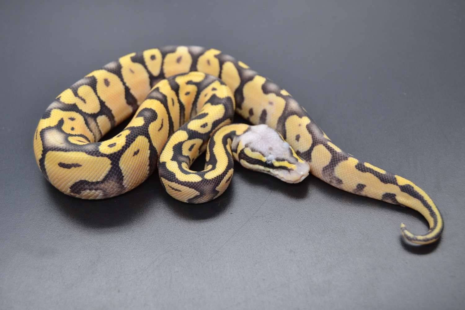 Pastel Desert Ghost Het Clown Or Cryptic Ball Python by DD Exotics ...