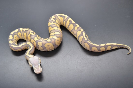 Pastel Orange Dream Yellowbelly Desert Ghost Hypo Ball Python by DD Exotics