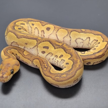 Black Pastel Mojave Redstripe Spotnose Yellowbelly Fire Hypo Het Clown ...