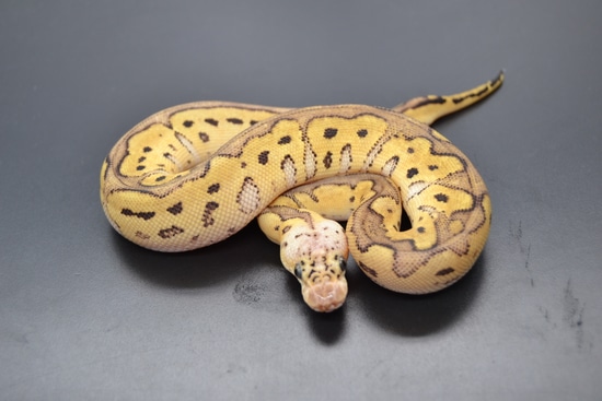 Firefly Clown 50% Het Hypo Ball Python by DD Exotics