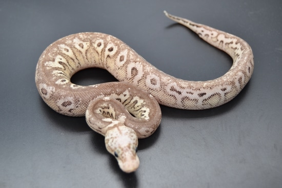 Black Pewter Fire Spotnose Yb Clown Poss Redstripe Ball Python by DD ...