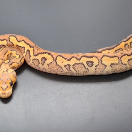 Pastel Od Yb Enchi Fire Desert Ghost Hypo Het Clown Or Cryptic Ball ...