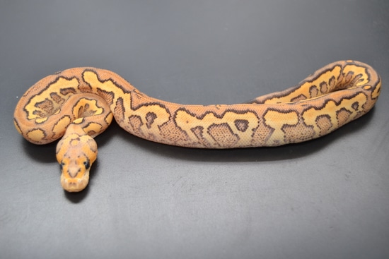 Fire Pompeii ( Black Pastel Yellowbelly Redstripe Spotnose Clown ) Ball Python by DD Exotics