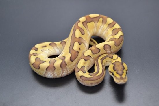 Yellowbelly Enchi Butter Crypton Het Dg Ball Python by DD Exotics