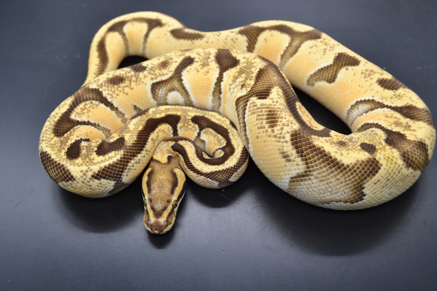 Orange Dream Enchi Vanilla Het Clown Ball Python by DD Exotics ...