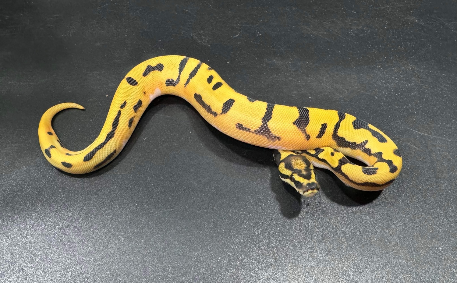 Super Orange Dream Leopard Desert Ghost Pied Probable Enchi Ball Python ...