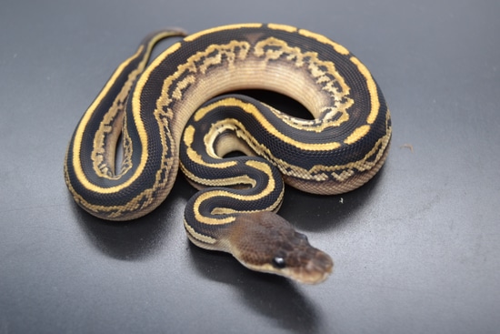Black Pastel Bongo Het Desert Ghost 66% Het Axanthic Vpi Ball Python by DD Exotics