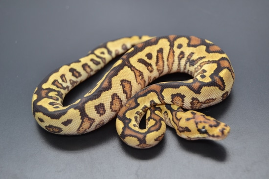 Fire Spotnose Yellowbelly Clown Ball Python by DD Exotics