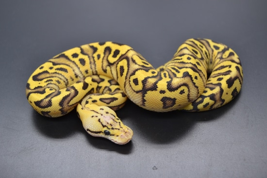 Firefly Orange Dream Yellowbelly Enchi Crypton Het Desert Ghost Ball Python by DD Exotics