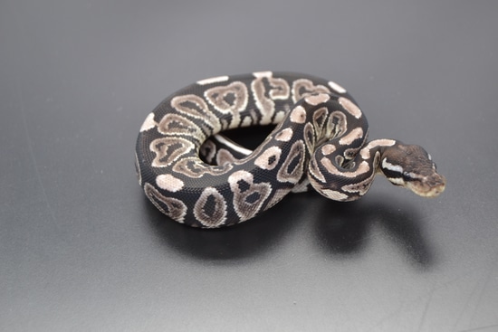 Black Pastel Axanthic Vpi Het Desert Ghost Ball Python by DD Exotics