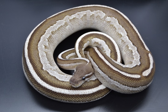 Bongo Fire Mojave Axanthic Vpi Ball Python by DD Exotics