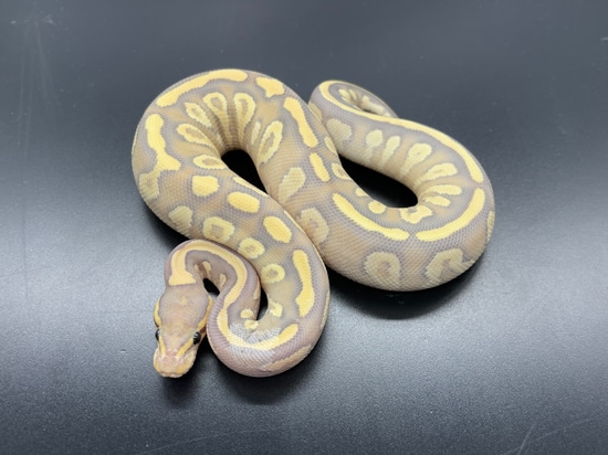 Redstripe Mojave Fire Yb Hypo Het Clown Ball Python by DD Exotics
