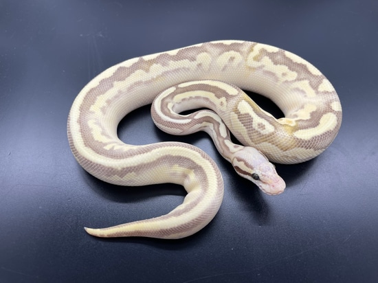 Hypo Dg Butter Hypo Yb Pastel Het Clown Ball Python by DD Exotics