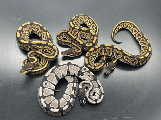 Black Pastel Desert Ghost Axanthic VPI Project Trio Ball Python by DD Exotics