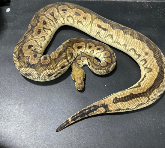 Black Pastel Orange Dream Clown Ball Python by DD Exotics