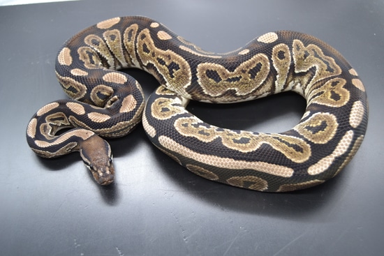 Black Pastel Axanthic Vpi 66% Clown Ball Python by DD Exotics