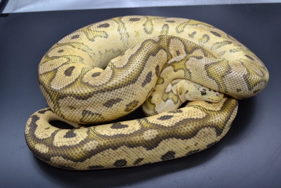 Firefly Ghi Clown Ball Python by DD Exotics
