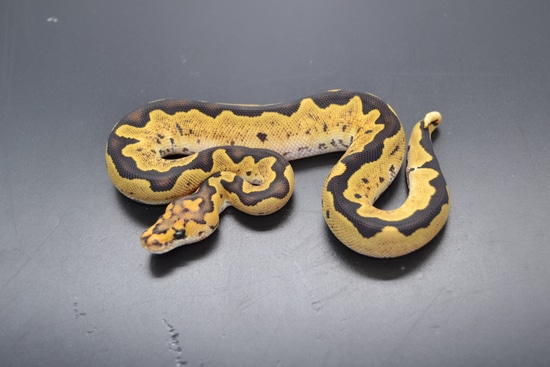 White Lace Clown Ball Python by DD Exotics