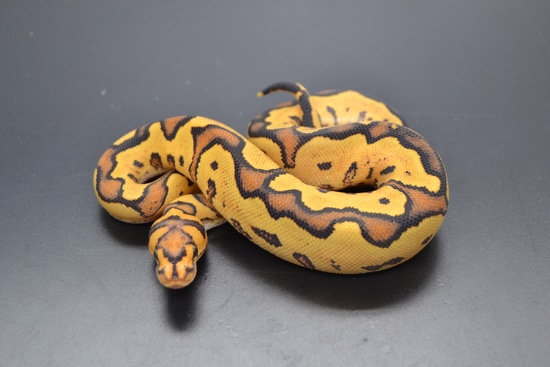 Fire Lace Yellowbelly Clown Ball Python by DD Exotics