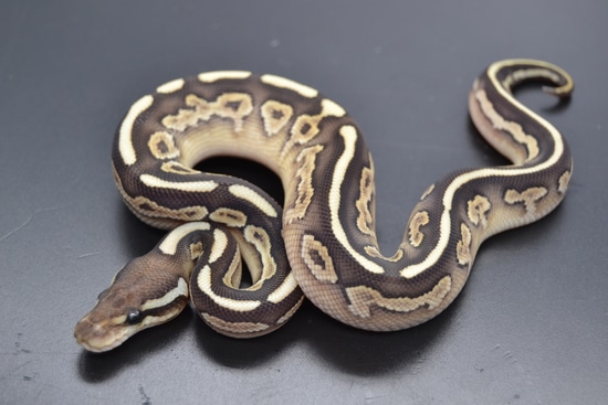 Black Pastel Lesser DH Axanthic Vpi Desert Ghost Ball Python by DD Exotics