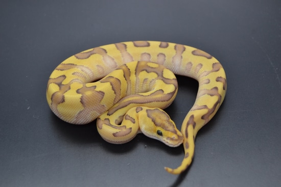 Lesser Fire Yellowbelly Crypton Het Desert Ghost 50% Het Hypo Ball ...
