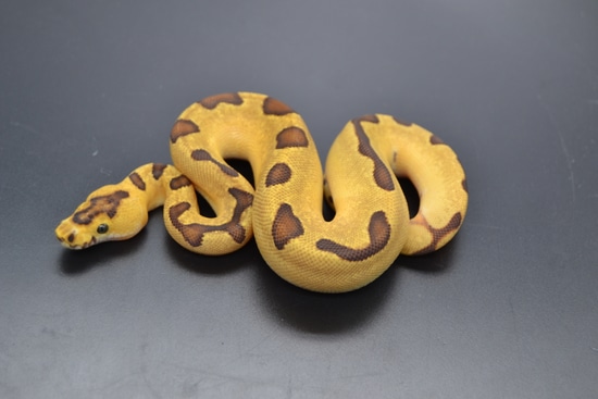 Fire Super Enchi Clown Het Desert Ghost 50% Het Hypo Ball Python by DD ...