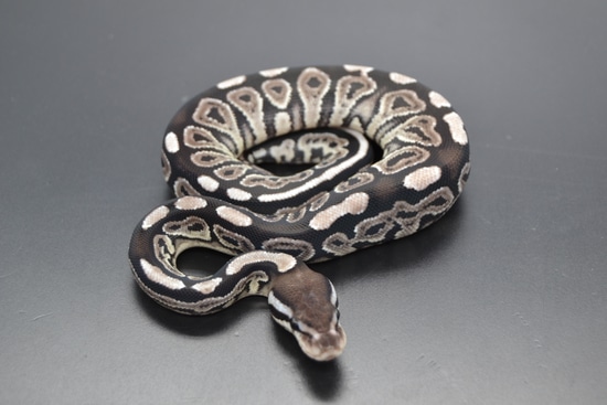 Black Pastel Axanthic VPI Het Desert Ghost Ball Python by DD Exotics