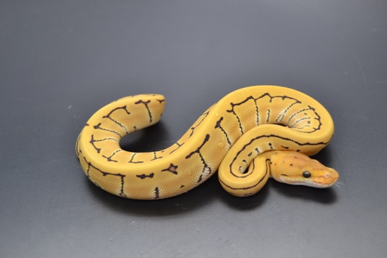 Enchi Pinstripe Desert Ghost Crypton 50% Het Hypo Ball Python by DD Exotics